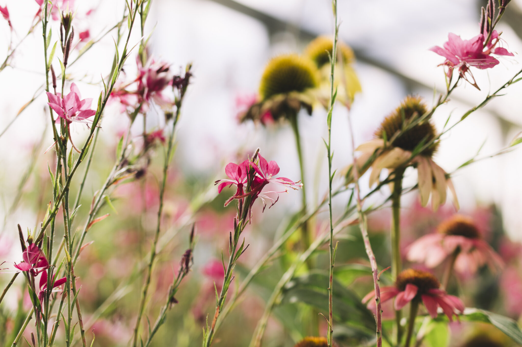 Grow a Feast for Nature: 10 Native Wildflowers Pollinators Can't Resist ...
