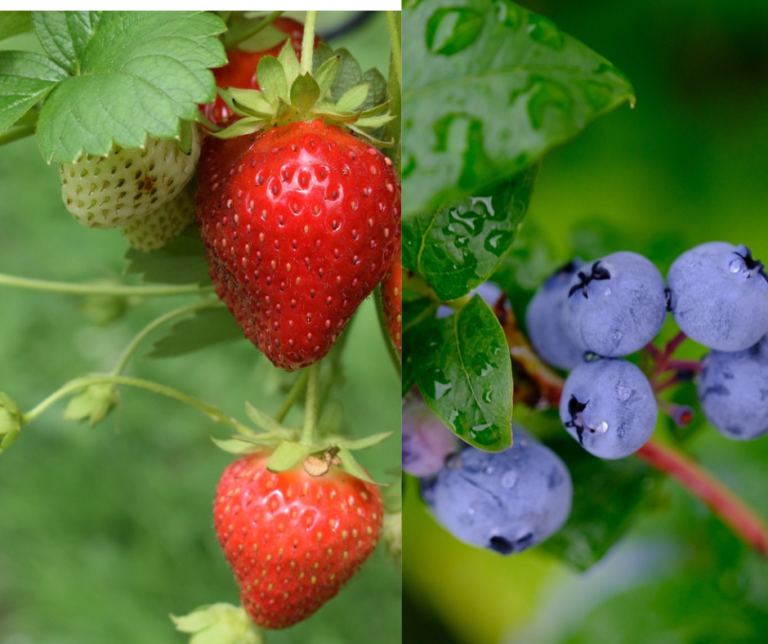 Can You Grow Strawberries & Blueberries Together? 5 Easy Steps for ...