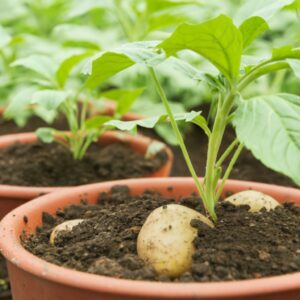 DIY Guide to Growing Potatoes in Containers - Cultivating Green Spaces