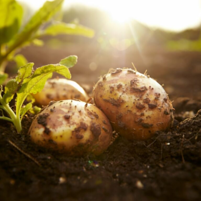 Growing Potatoes from Store-Bought Potatoes: A Step-by-Step Guide ...