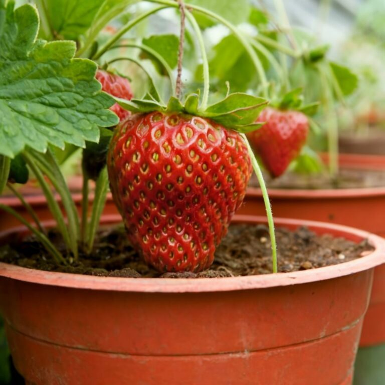 Bucket Gardening: 10 Mouthwatering Fruits You Can Grow In 5- Gallon ...