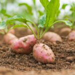 A DIY Guide to Growing Red Potatoes at Home: Dig into Success ...
