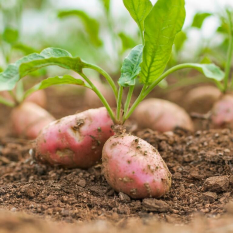 A DIY Guide to Growing Red Potatoes at Home: Dig into Success ...