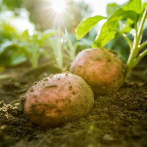 How To Grow Organic Potatoes for a Healthy and Sustainable Harvest ...