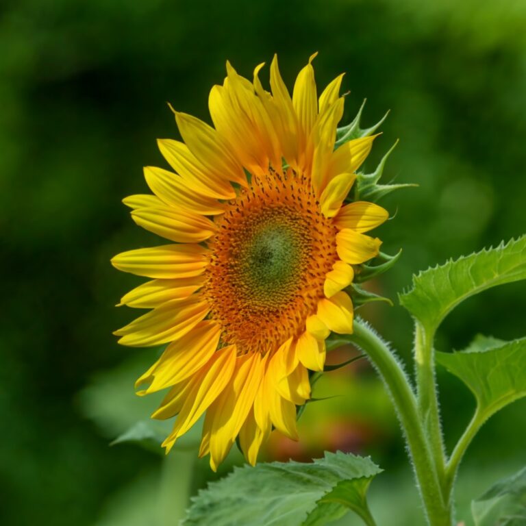 Unlocking the Zone 8 Flower Planting Schedule for Stunning Landscapes ...