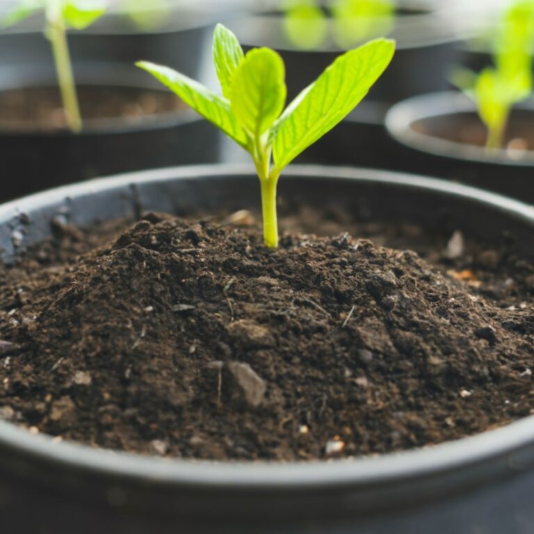 Unveiling the Best DIY Soil Mix for Vegetable Container Gardening ...