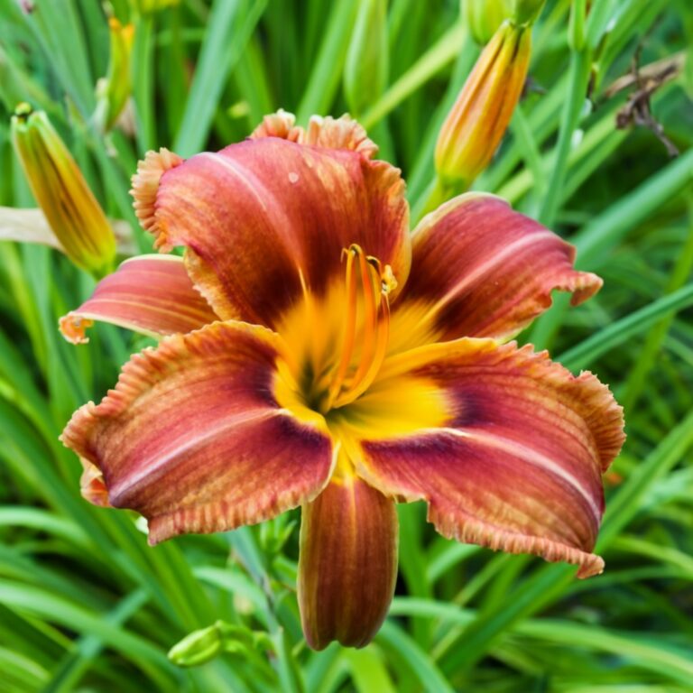 Unlocking the Zone 8 Flower Planting Schedule for Stunning Landscapes ...