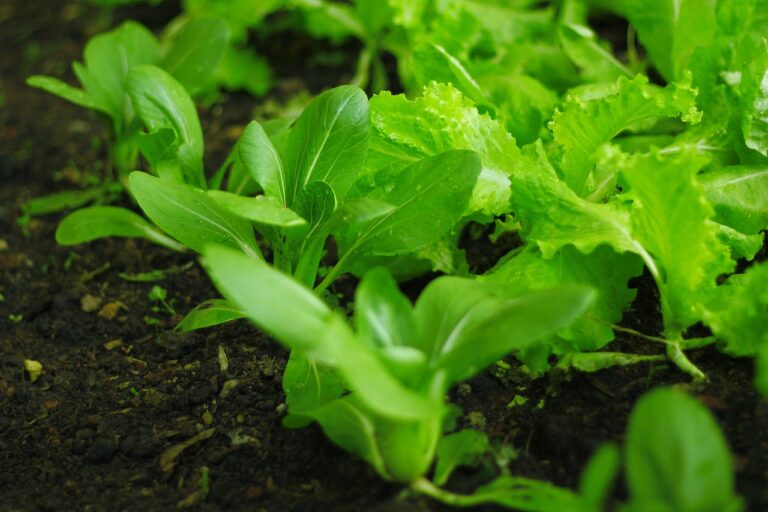 When to Plant Vegetable Garden in Zone 7 For Maximum Yield ...