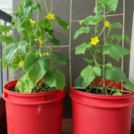Your Guide to Growing Luscious Cucumbers in 5-Gallon Buckets ...