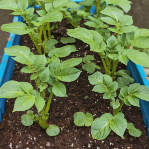 DIY Guide to Growing Potatoes in Milk Crates for Urban Gardeners ...