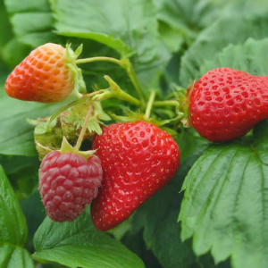 Grow Sweet Strawberries & Juicy Raspberries in 6 Easy Steps ...