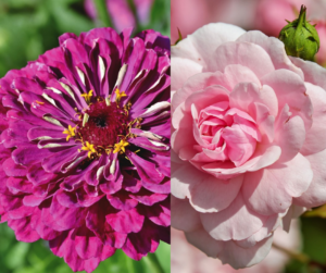 Unlocking the Secrets to a Stunning Zinnia and Rose Garden ...