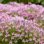 15 Full Sun Perennials for Zone 5's Endless Summer Extravaganza ...