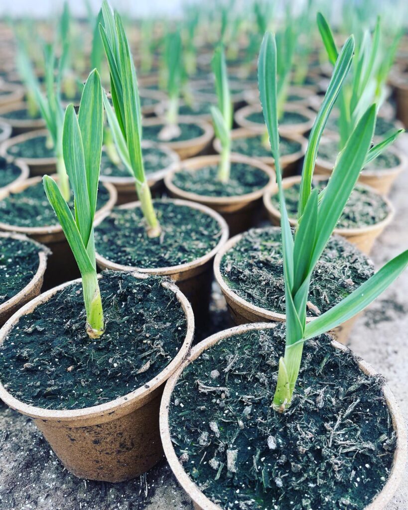 A Step-by-Step Guide to Growing Garlic Indoors in Containers ...