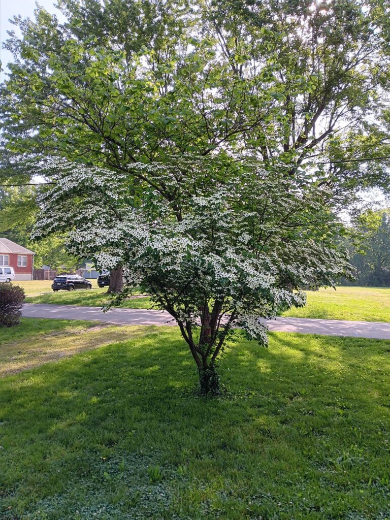 4 Best Dogwood Trees for Your Front Yard Landscaping Beauty ...