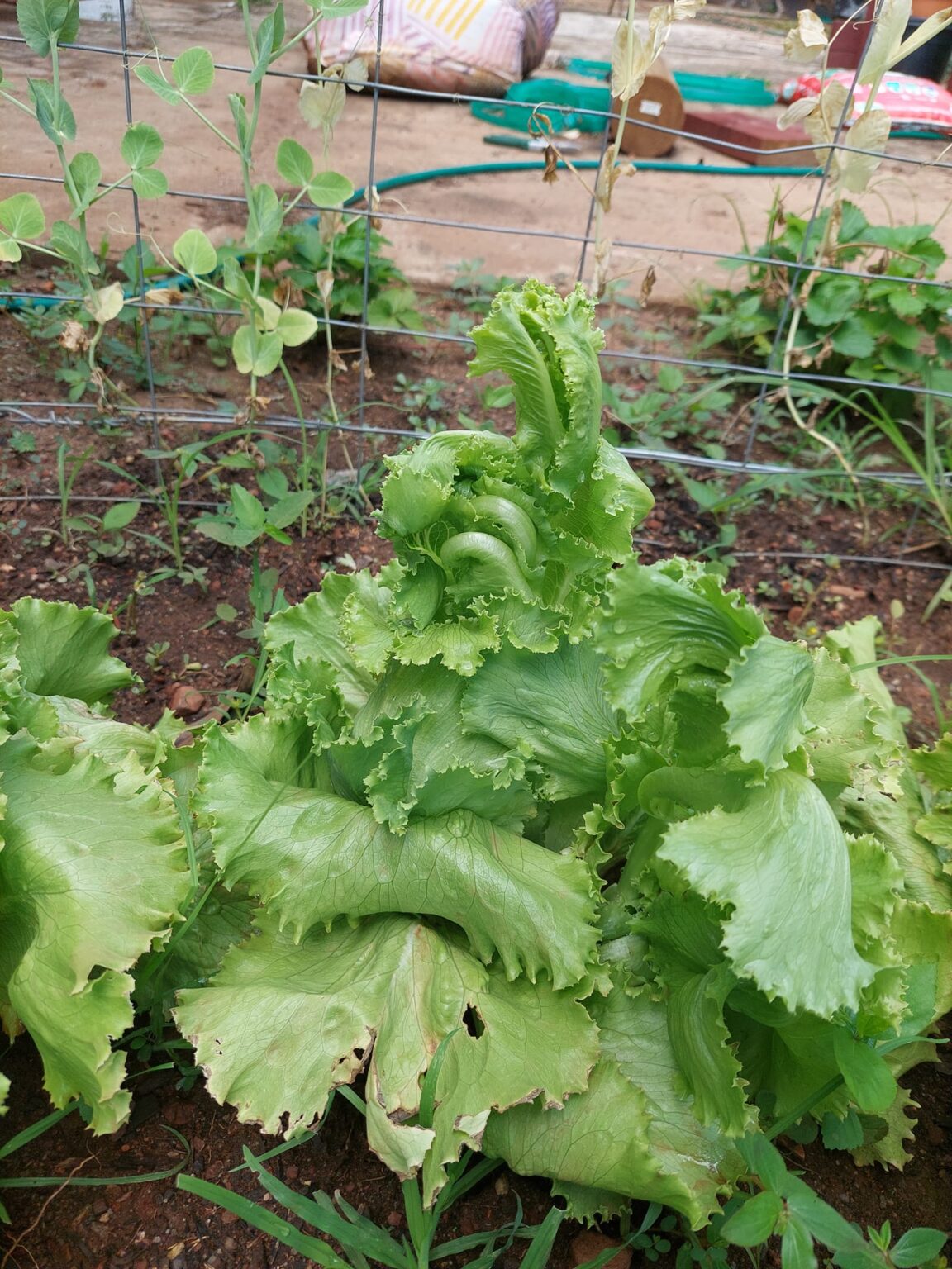 A Beginner's Guide to Growing Lettuce in Raised Beds - Cultivating ...