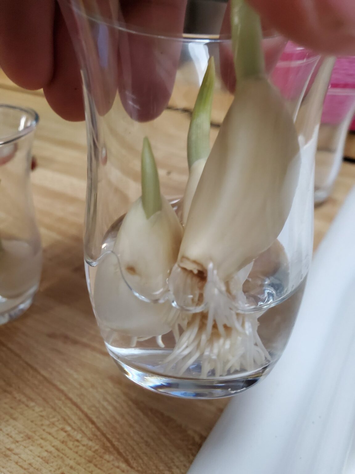The Easy Way to Grow Garlic in Water - Cultivating Green Spaces