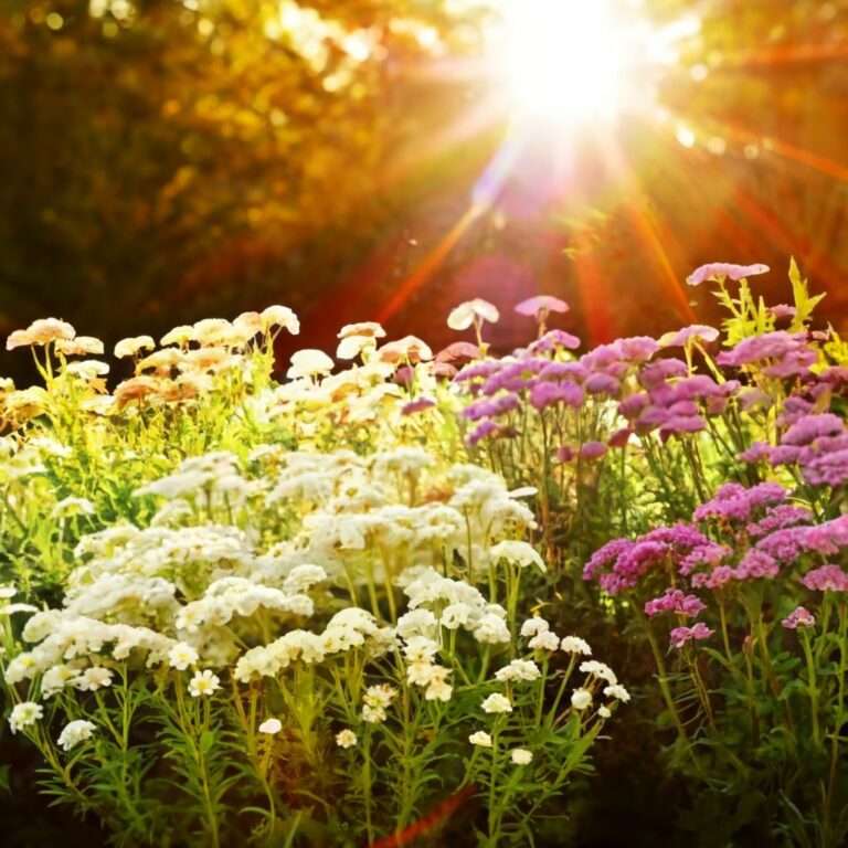 15 Full Sun Perennials for Zone 5's Endless Summer Extravaganza ...