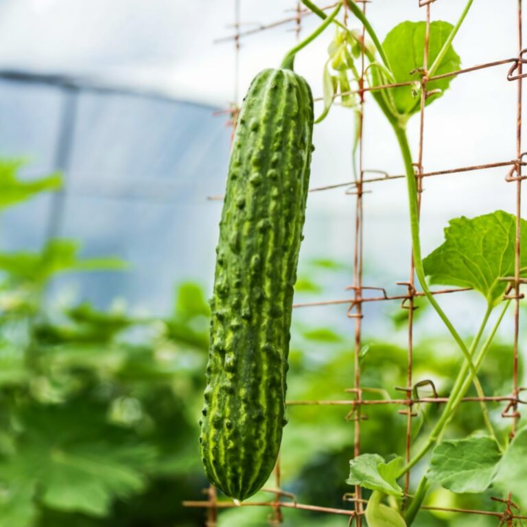 7 Mistakes Beginners Make Growing Cucumbers (and How to Fix Them ...