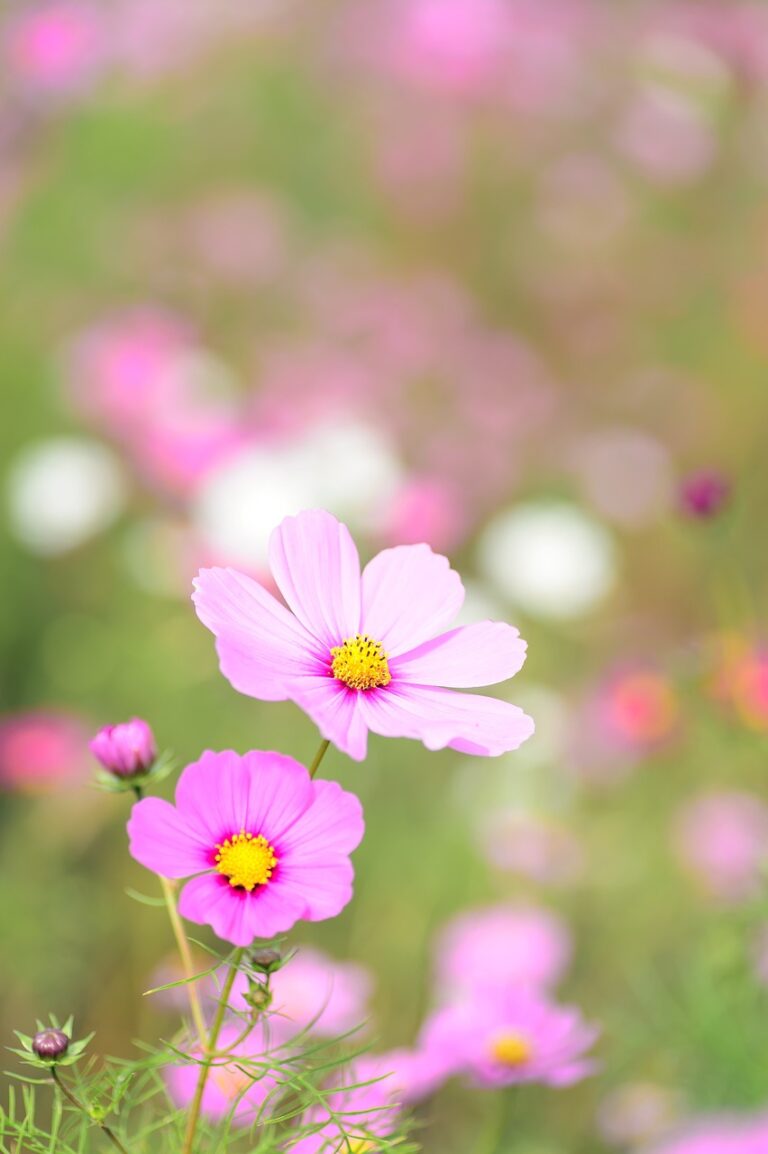 5 of the Best Cosmos Varieties for a Charming Cut Flower Garden ...
