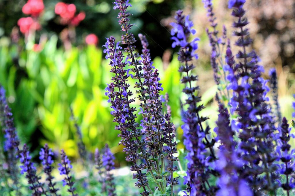 8 Best Perennials Plants That Repel Mosquitoes: Buzz Off Bugs ...