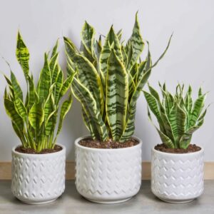 15 Dazzling Snake Plant Varieties to Electrify Your Home Decor ...