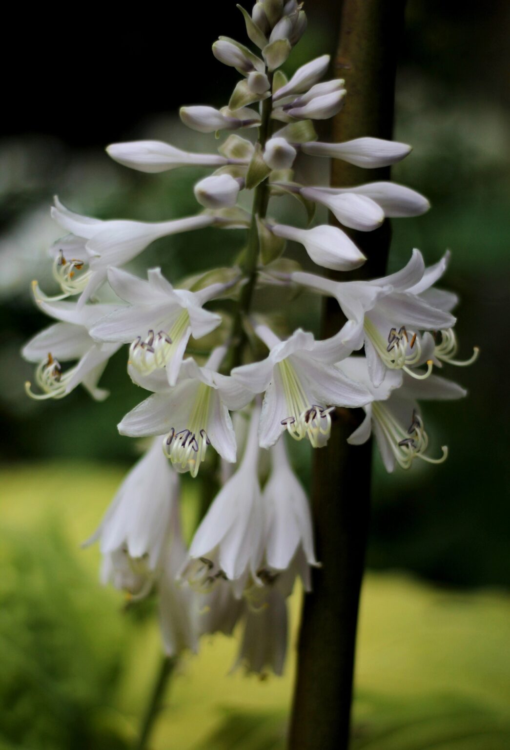15 Of The Best Shade-Loving Shrubs With Captivating Foliage For Your ...