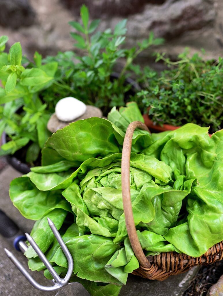 A Beginner's Guide to Growing Lettuce in Raised Beds - Cultivating ...