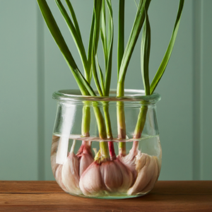 The Easy Way to Grow Garlic in Water - Cultivating Green Spaces