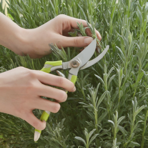 Your Fast-Track Guide to Growing Lavender from Cuttings - Cultivating ...