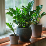 7 Easy ZZ Plant Growing and Care Tips for Beginners - Cultivating Green ...