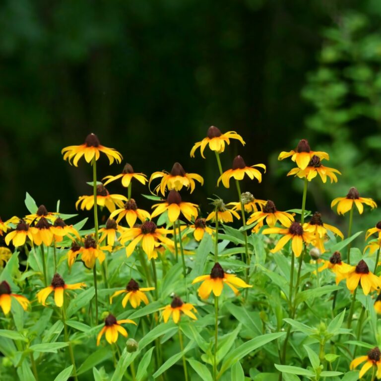 15 Full Sun Perennials for Zone 5's Endless Summer Extravaganza ...