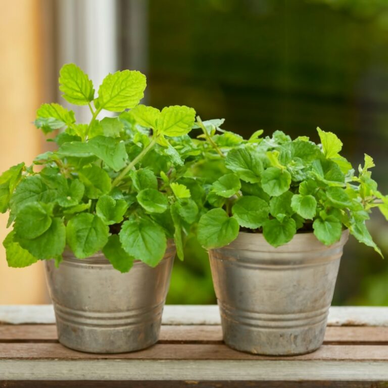10 Best Indoor Plants That Repel Mosquitoes - Cultivating Green Spaces