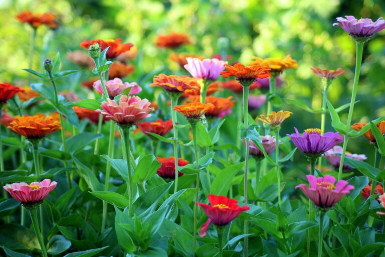Easy Steps To Create a Stunning Cut Flower Garden for Beginners At Home ...