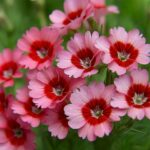 A Beginner's Guide to Growing and Caring For Dazzling Dianthus Flowers ...
