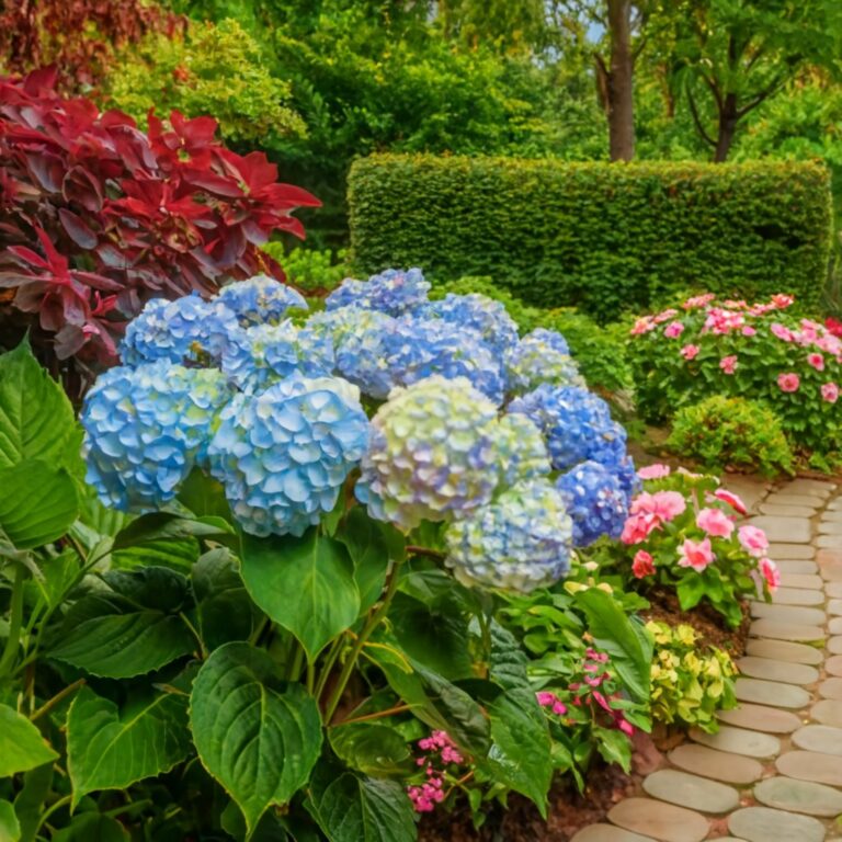 Hydrangea Tree Pruning Made Easy: Tips For More Flowers, Less Hassle ...