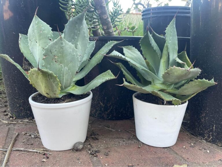 Essential Agave Plant Watering Tips for Success - Cultivating Green Spaces