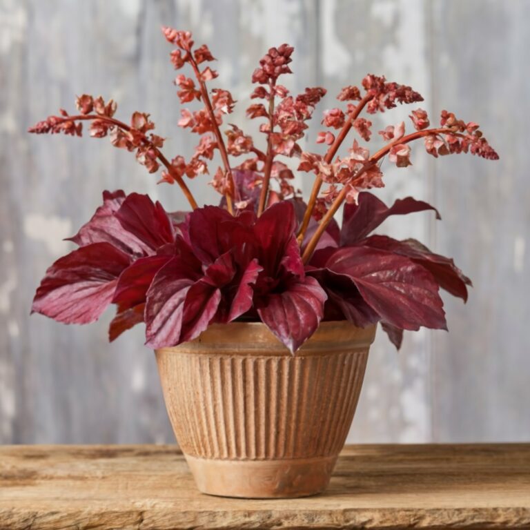 Easy Guide to Growing Vibrant Coral Bells in Pot - Cultivating Green Spaces