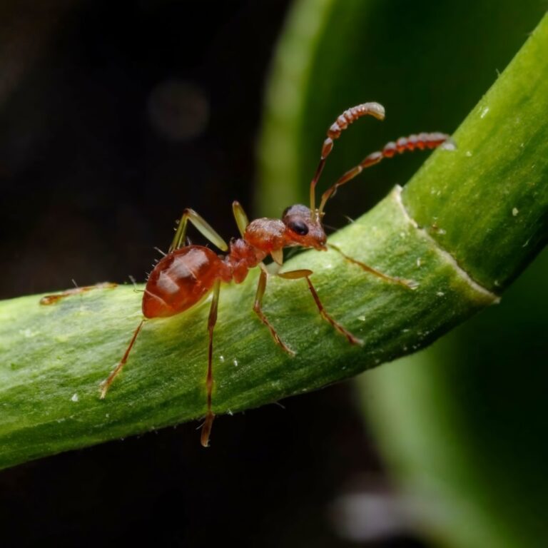 Easy Steps to Get Rid Of Ants from Potted Plants: Effective Strategies ...
