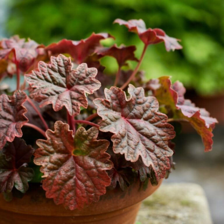 Easy Guide to Growing Vibrant Coral Bells in Pot - Cultivating Green Spaces