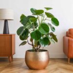 How to Grow a Beautiful (and Lucky!) Chinese Money Plant: Boost Your ...