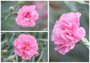 A Beginner's Guide to Growing and Caring For Dazzling Dianthus Flowers ...