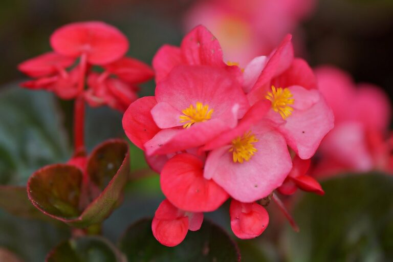 15 Deer-Resistant Plants for Thriving Container Gardens - Cultivating ...