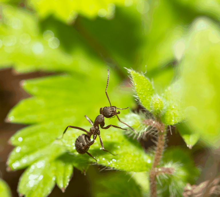 Easy Steps to Get Rid Of Ants from Potted Plants: Effective Strategies ...