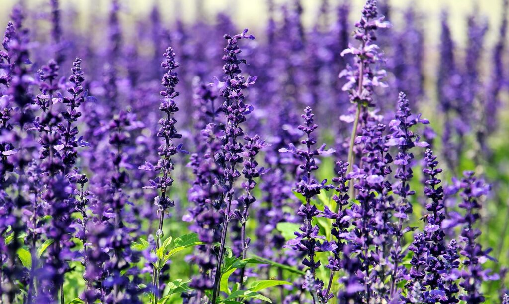 15 Full Sun Deer Resistant Plants: Your Garden Oasis, Untouched ...