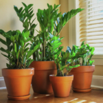 ZZ Plant Propagation Made Easy: 3 Easy Methods You Must Try ...