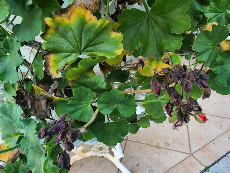 Yellowing Of Geranium Leaves: Common Causes (and How to Fix Them ...