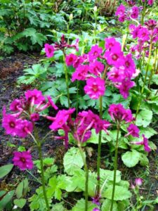 Primrose Flower Growing Guide: How To Plant, Grow, And Care For ...