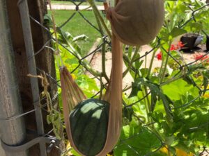 The Secret to Vertical Watermelon Growing: Save Space, Score Big Fruit ...