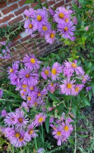 10 Best Aster Flowers for Stunning Fall Displays - Cultivating Green Spaces